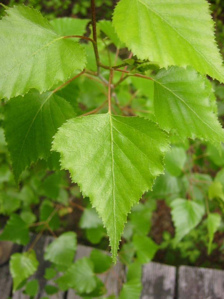 Poplar Populus Nigra Poplar Populus Nigra