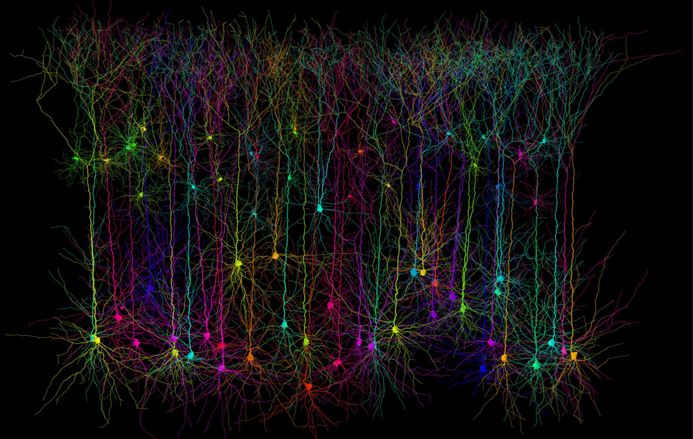 Spotlight: Comparing mammalian brains | MIT - Massachusetts Institute of Technology