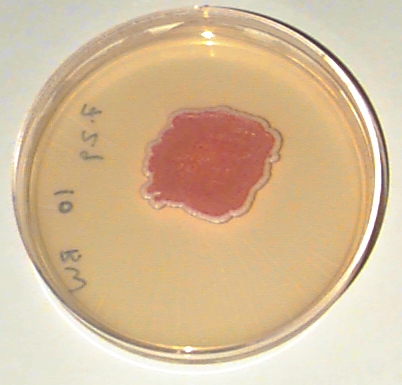 Saccharomyces Cerevisiae Plate
