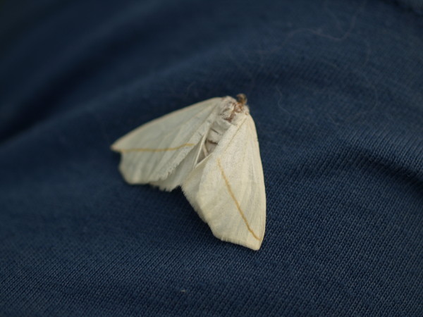 This moth with an "old man's" face on it's back. : r/mildlyinteresting