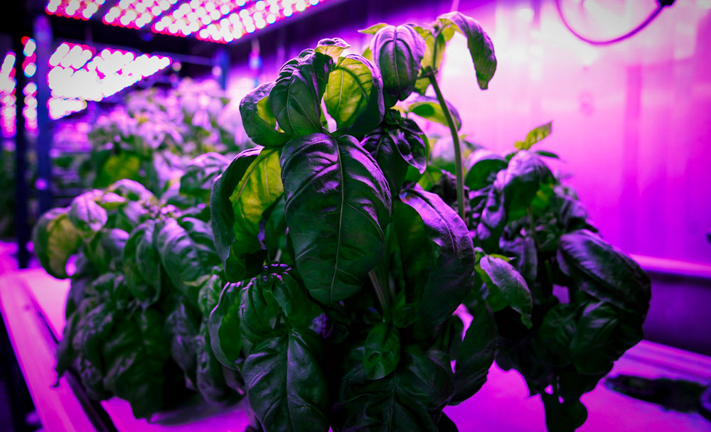 Spotlight: Cyber agriculture | MIT - Massachusetts Institute of Technology