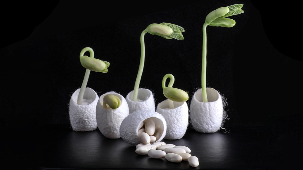 Spotlight: Seeds of change | MIT - Massachusetts Institute of Technology