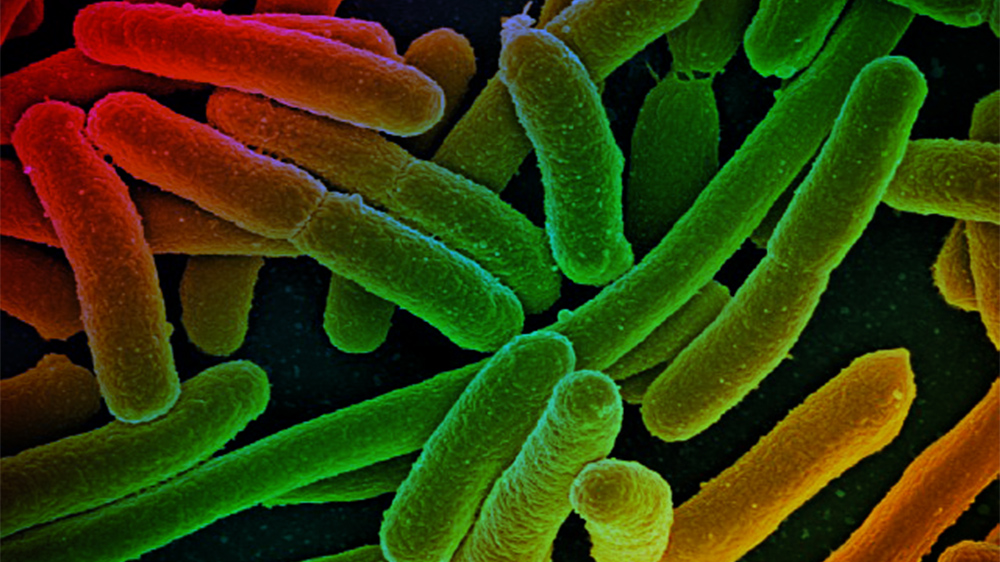 Spotlight: New path to antibiotic resistance | MIT - Massachusetts ...