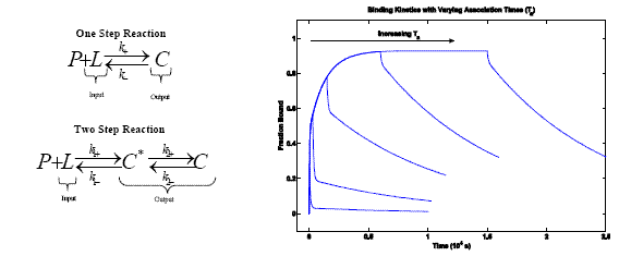 One Step and Two Step Binding Models