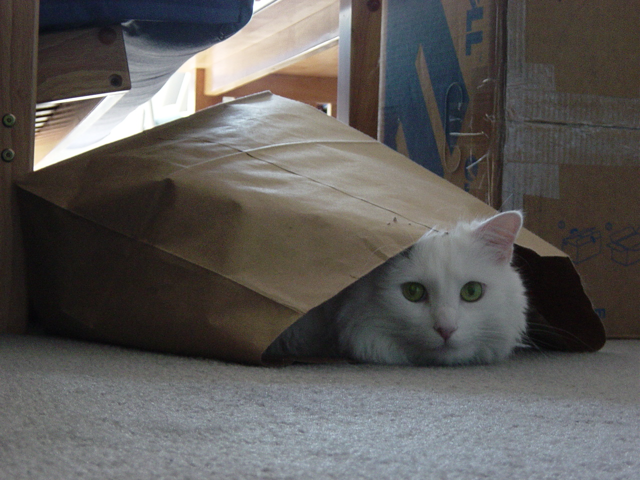 Salvo - bag two ears